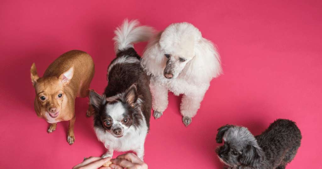 Pets and Emotional Recovery: Key Benefits of Emotional Healing with Pets